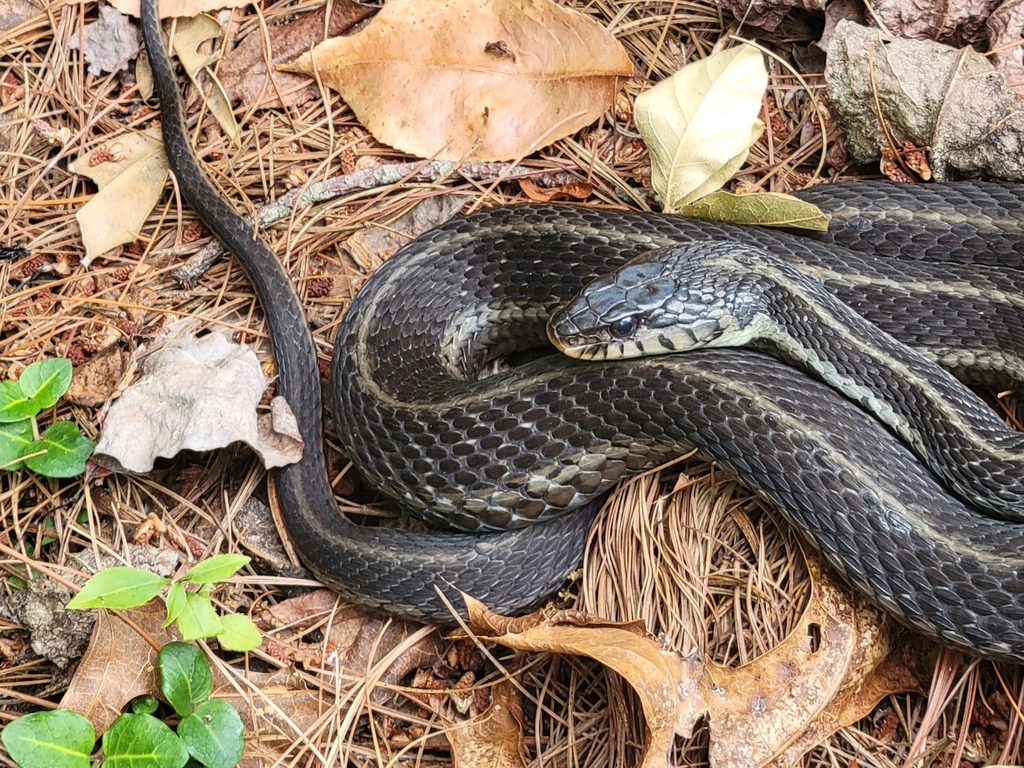 Common Garter Snake from Morganton, NC 28655, USA on June 11, 2024 at ...