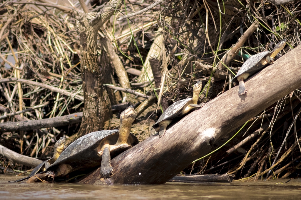 Magdalena River Turtle in June 2024 by Sebas Calle Fotografía · iNaturalist