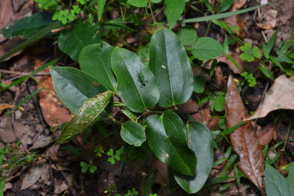 Austral Sarsaparilla from Daisy Hill QLD 4127, Australia on June 12, 2024 at 12:38 PM by Vincent ...