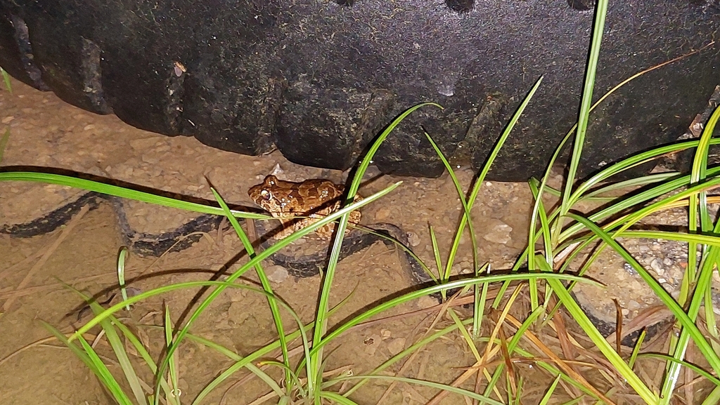 Rice field frog from Lab 2, 1919-1 Tancha, Onna, Kunigami District ...