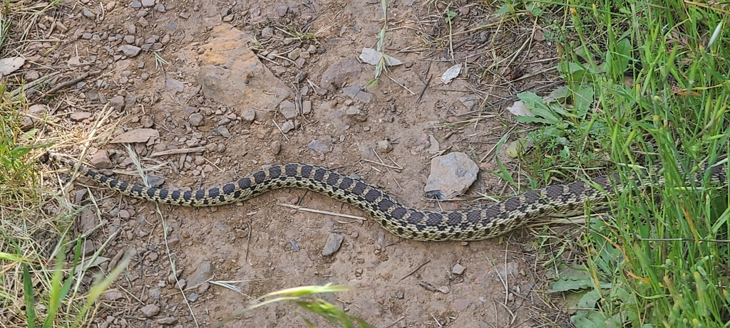 Gopher Snake from El Portal, CA 95318, USA on April 28, 2024 at 04:11 ...