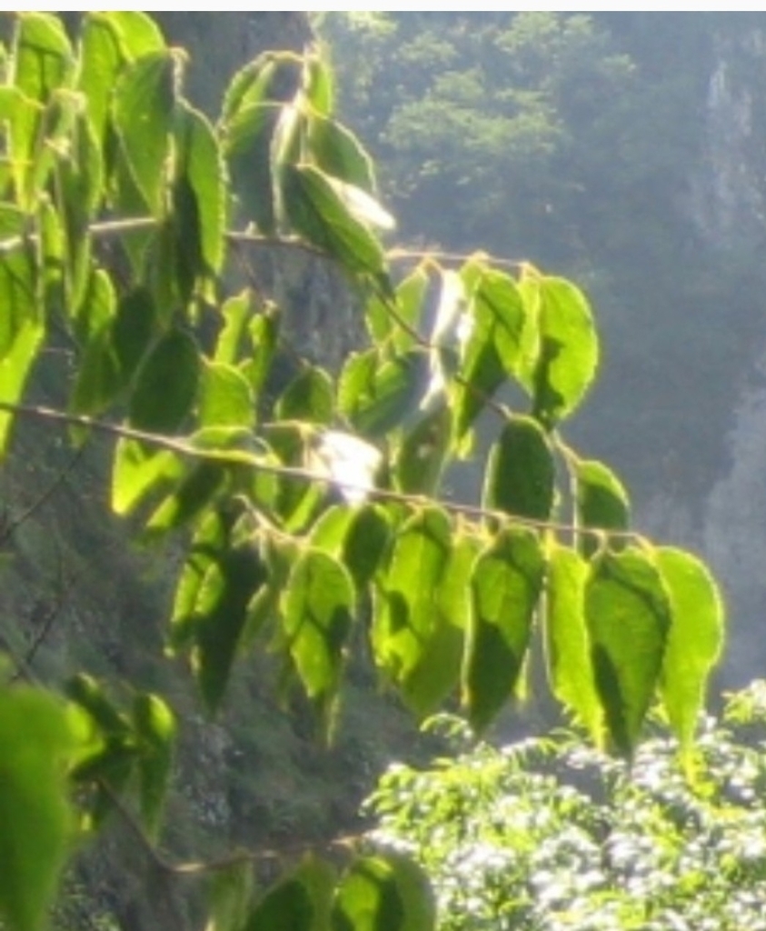 Nettle tree from Pisino on September 2, 2005 by Dario Pozzan · iNaturalist