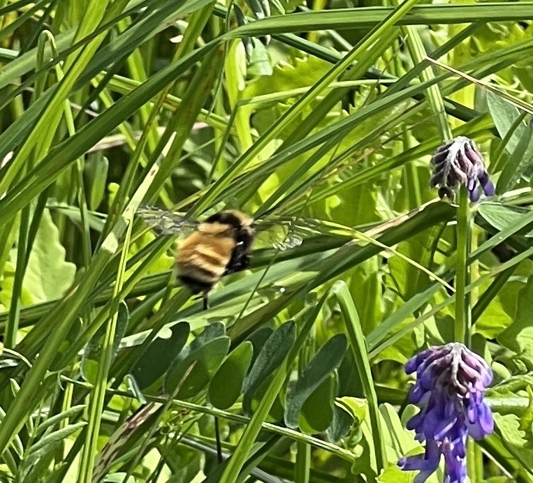 Northern Amber Bumble Bee from Skunk Hollow Rd, Jericho, VT, US on June ...