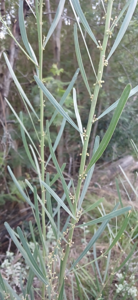 Hop wattle from Knysna Local Municipality, South Africa on June 12 ...