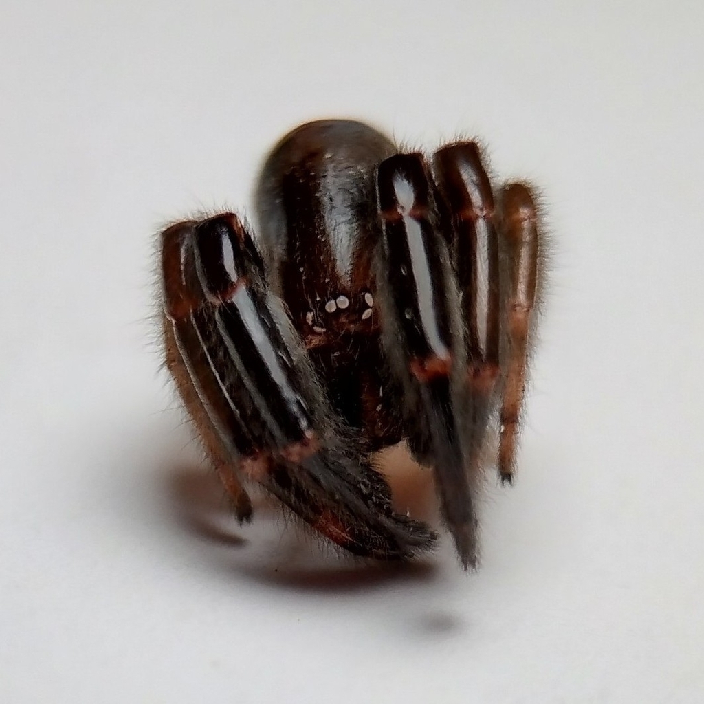 Tube-web Spiders from Madureira, Caxias do Sul - RS, 95034-410, Brasil ...