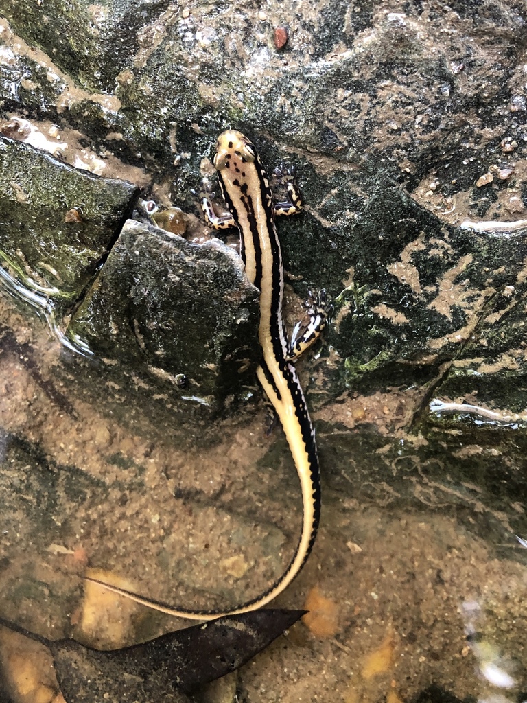 Three-lined Salamander from 741 Fall Creek Church Rd, Bennett, NC, US ...