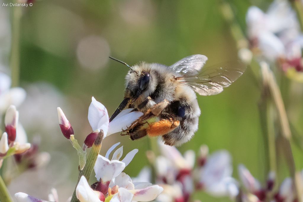 Common Digger Bees from Rishon LeTsiyon, Israel on February 18, 2023 at ...