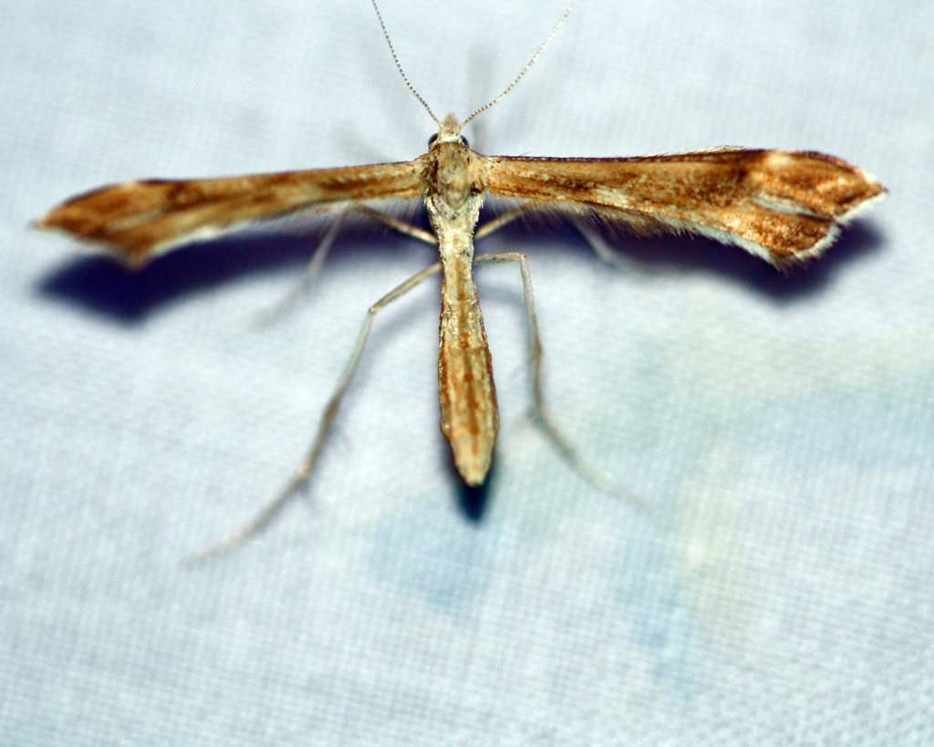 Yarrow Plume Moth in June 2024 by thyger · iNaturalist