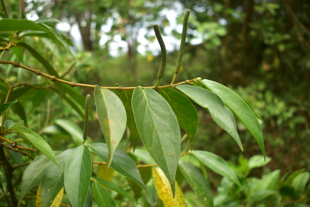 pepper plants from Hobo, Huila, Colombia on June 11, 2024 at 11:58 AM ...