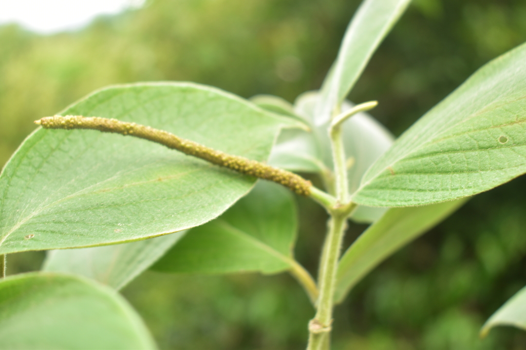 pepper plants from Hobo, Huila, Colombia on June 11, 2024 at 12:22 PM ...