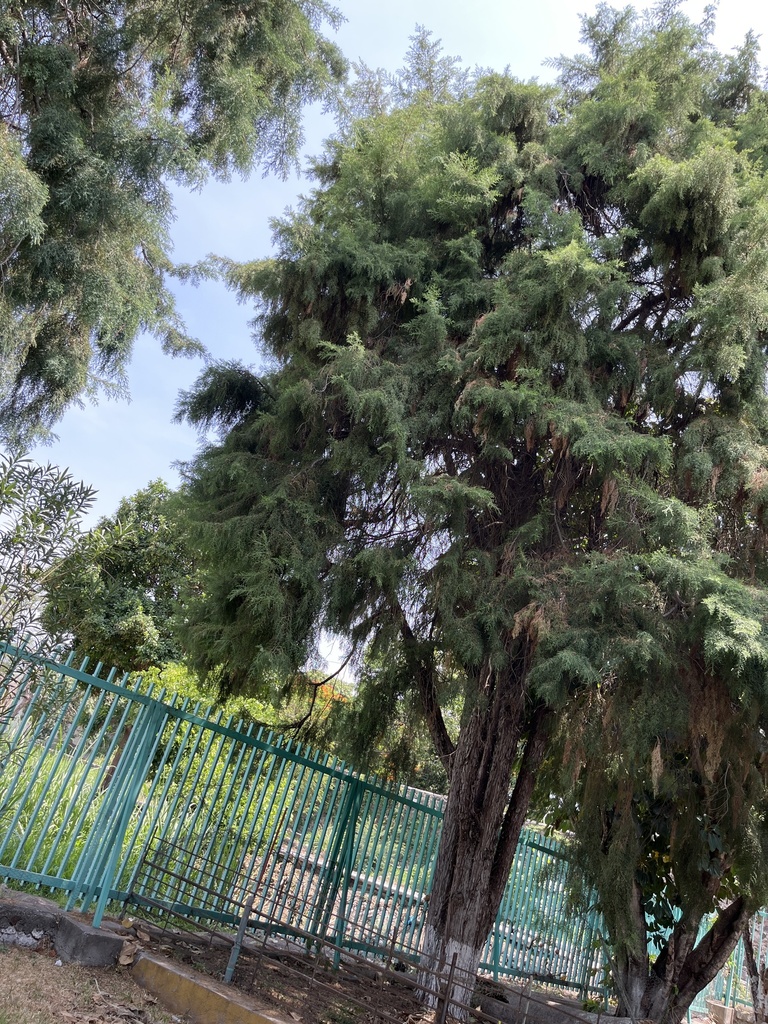 cedar of Goa from Carretera Yautepec - Oacalco, Yautepec, Mor., MX on ...