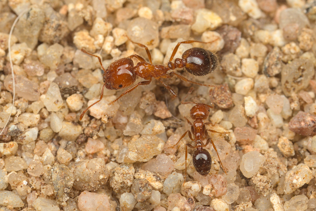 Solenopsis Fire Ants and Thief Ants from Chatsworth, Los Angeles, CA ...