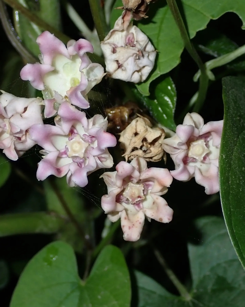 Calotropis acia from Simaldhap, Kabilas 44200, Nepal on June 29, 2023 ...