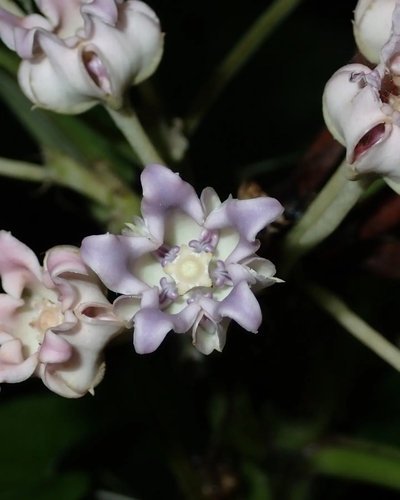 Calotropis acia · NaturaLista Colombia