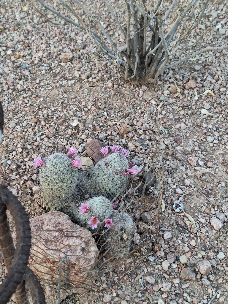 Graham's nipple cactus on June 11, 2024 at 07:15 PM by Kelly Whitcomb ...