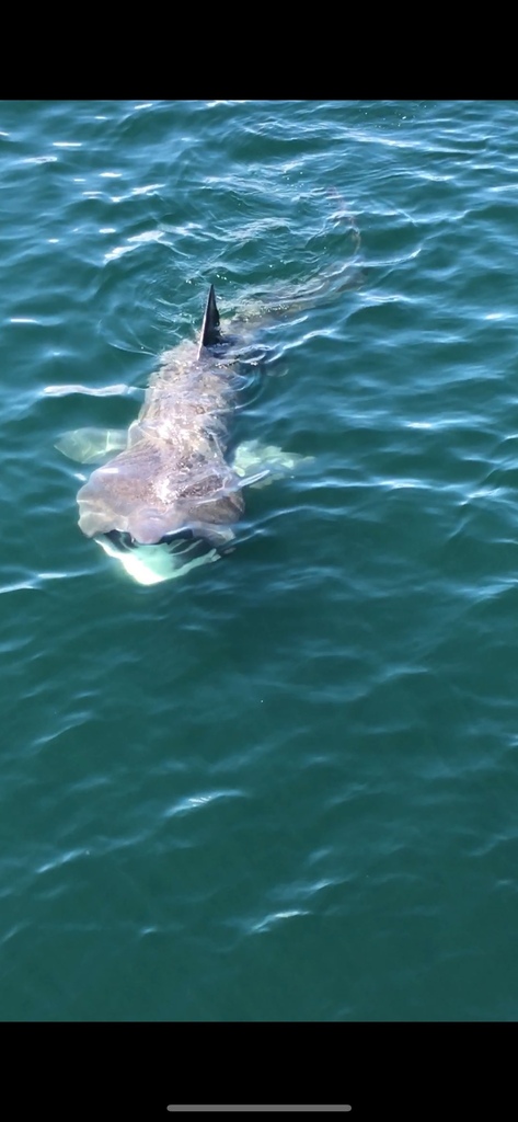 Basking Shark in June 2024 by Holly Hoag · iNaturalist
