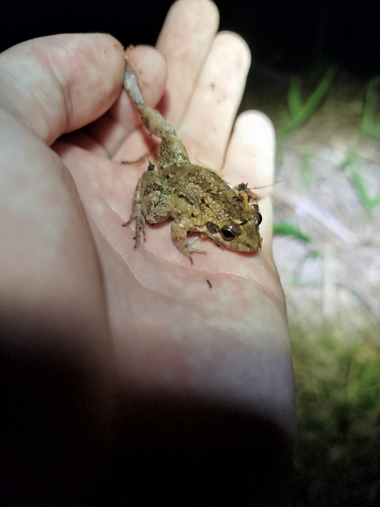 Trinidad Ditch Frog from WM2V+7JX, Remire-Montjoly 97354, Guyane ...