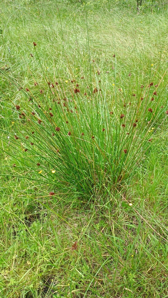 Compact Rush from Harwood, Bolton BL2, UK on June 12, 2024 at 04:26 PM ...