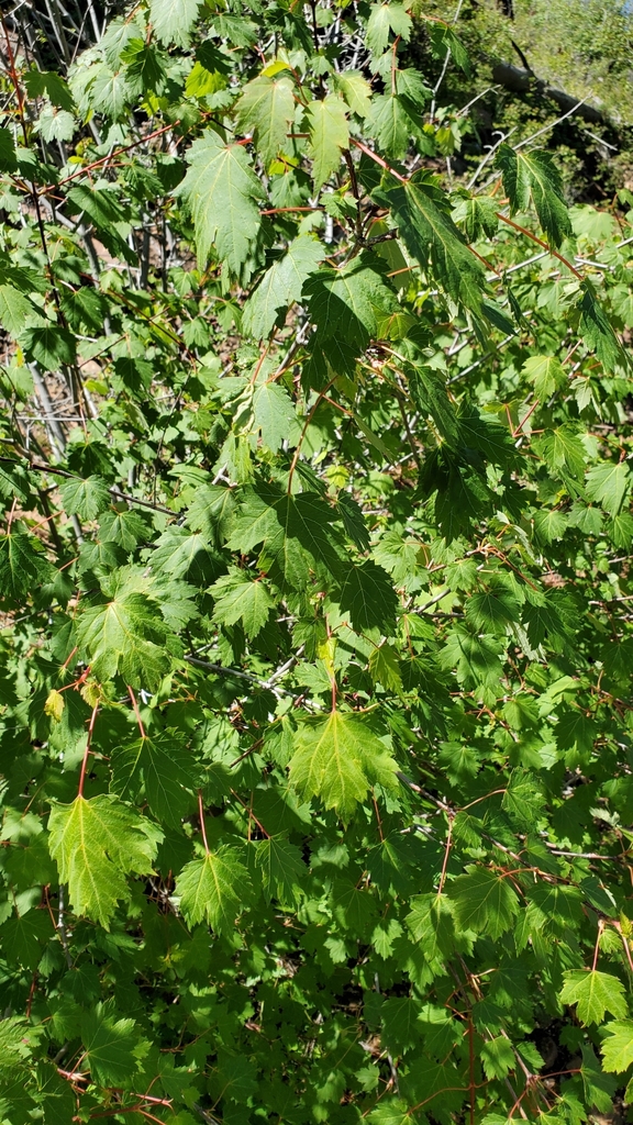 Rocky Mountain maple from Jefferson County, US-CO, US on June 12, 2024 ...