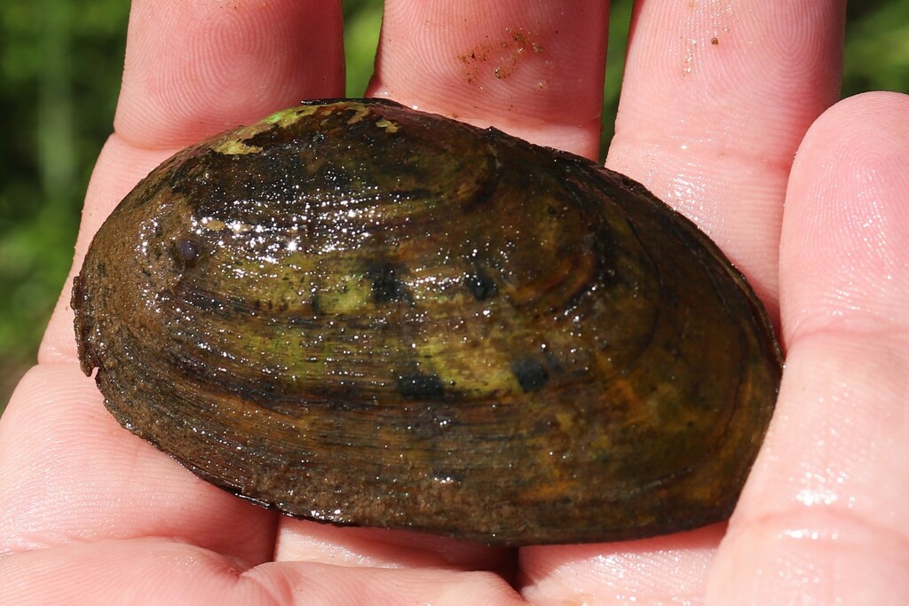 Kidneyshell in June 2024 by brandonh1 · iNaturalist