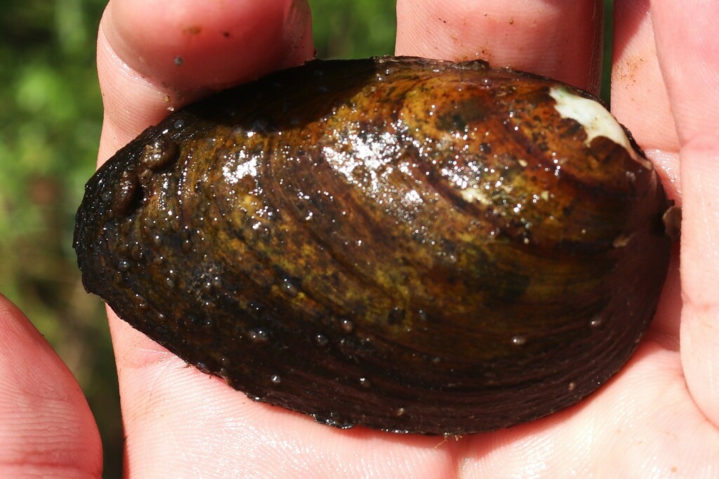 Clubshell Pearly Mussel in June 2024 by brandonh1 · iNaturalist