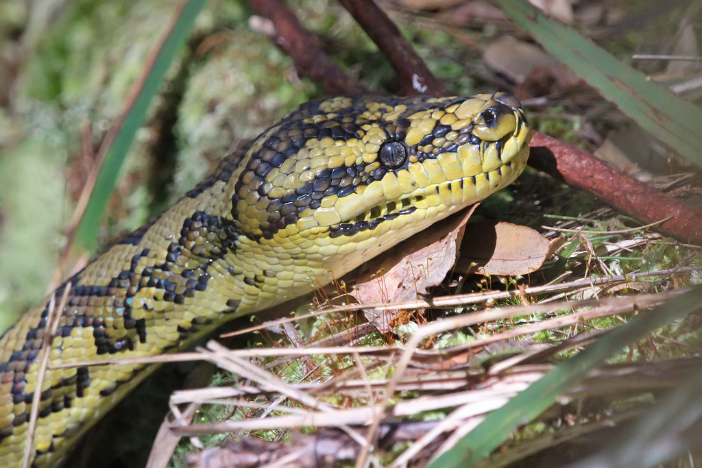 Jungle Carpet Python from Wondecla QLD 4887, Australia on June 11, 2024 ...