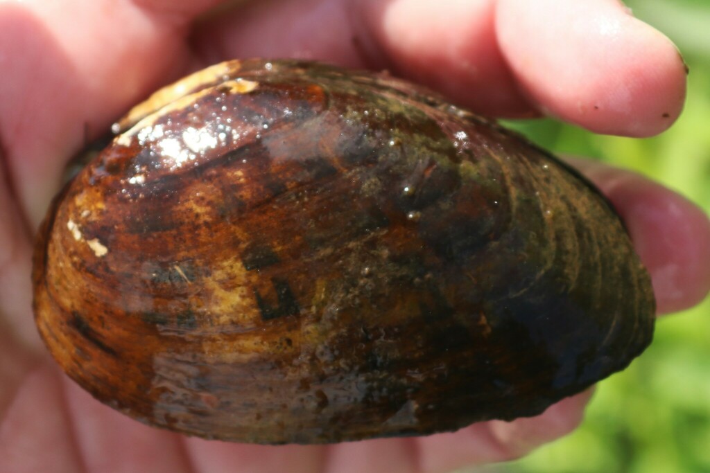 Kidneyshell in June 2024 by brandonh1 · iNaturalist