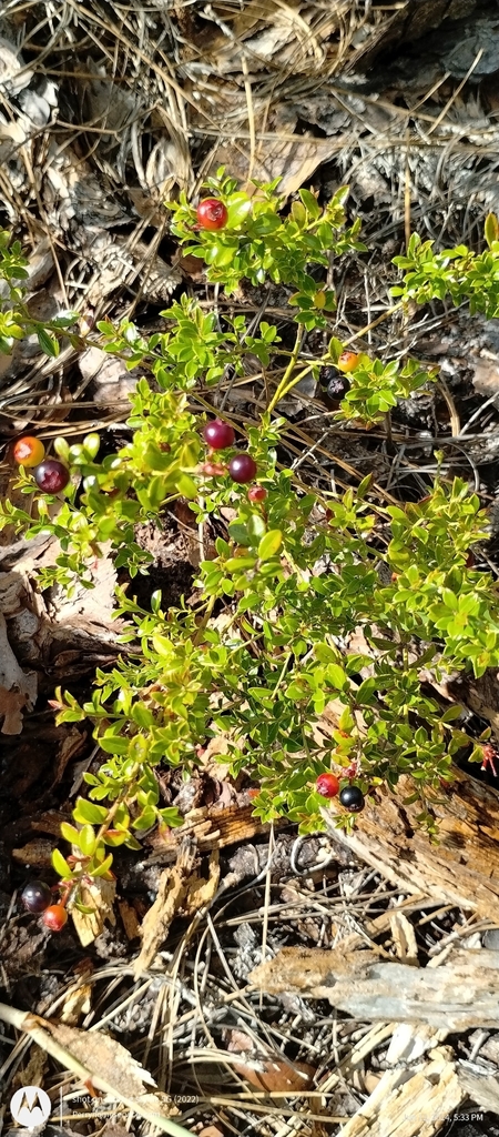 Shiny blueberry from Homosassa Springs, FL, USA on June 12, 2024 at 05: ...