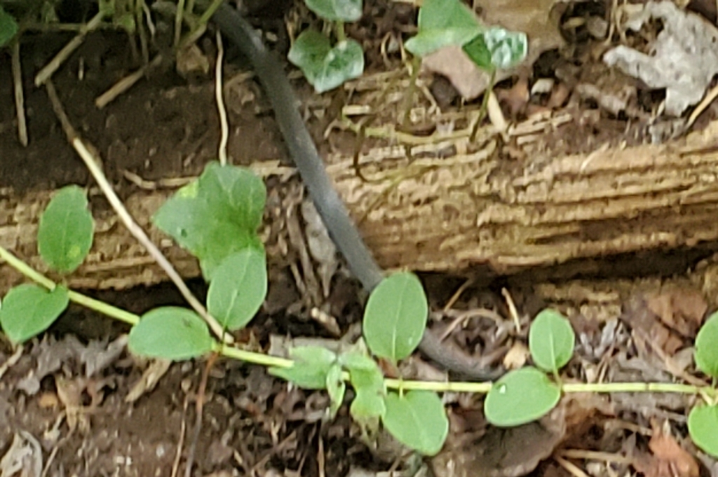 ring-necked snake from Winchester, NC 27591, USA on June 12, 2024 at 06 ...
