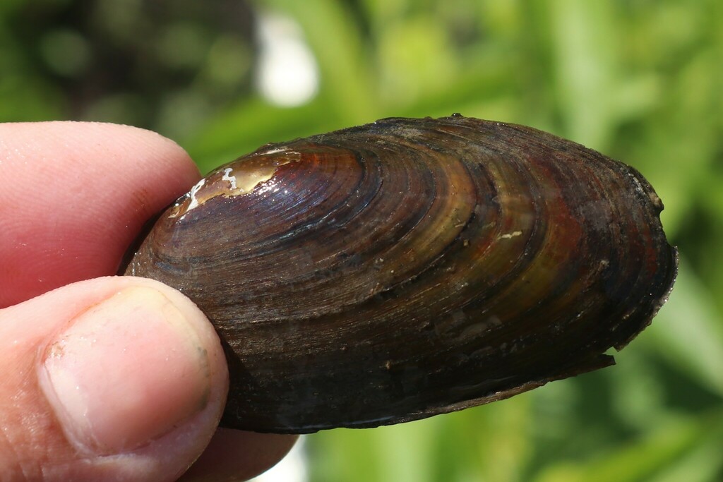 Rainbow Mussel in June 2024 by brandonh1 · iNaturalist