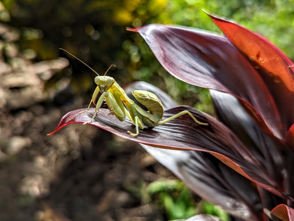 Giant Asian Mantis from W4JM+6RW, Banaue, Ifugao, Philippines on ...