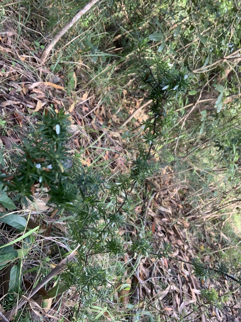 Prickly Beard-heath from St John the Evangelist Catholic High School ...