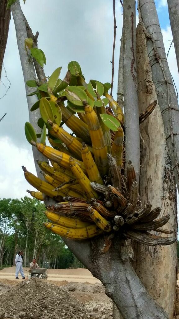 Christina’s Ant-loving Orchid from Benito Juárez, Q.R., México on May ...