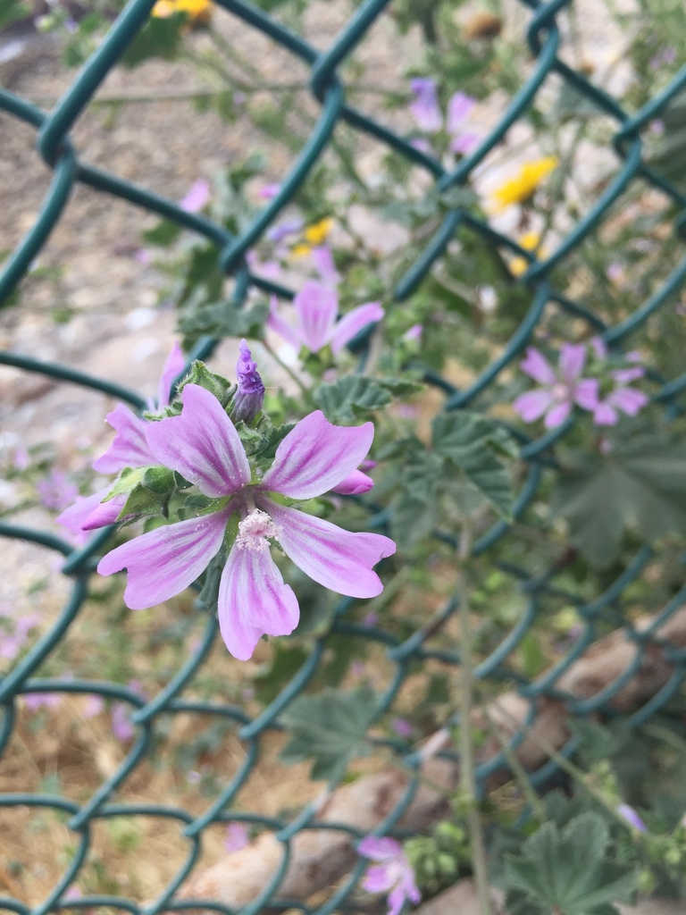 Mallows from 3906 Bluff Pl, Los Angeles, CA, US on April 28, 2019 at 12 ...