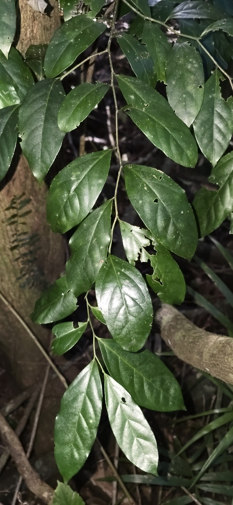 Citronella moorei from Springbrook QLD 4213, Australia on June 13, 2024 ...