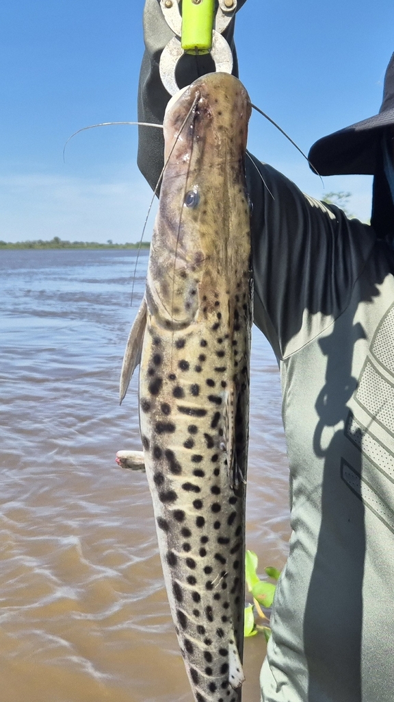 Spotted Sorubim from Corumbá, MS, Brasil on June 11, 2024 at 10:42 AM ...