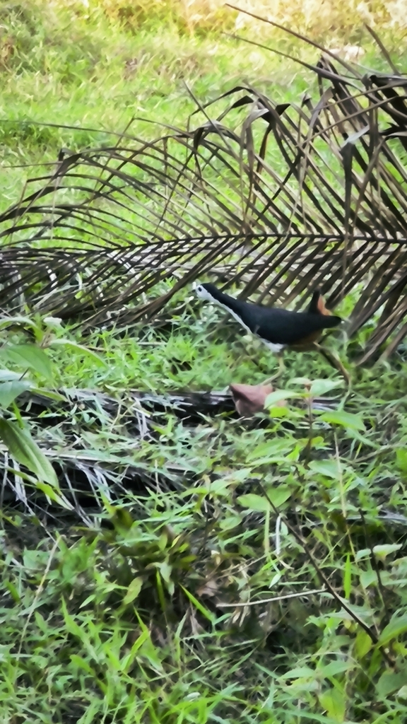 White-breasted Waterhen from Sebertak, Teriang, Pahang, Malaysia on ...