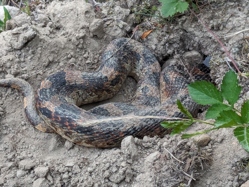 Eastern Hognose Snake in June 2024 by Paul R. Moosman, Jr.. Digging in ...