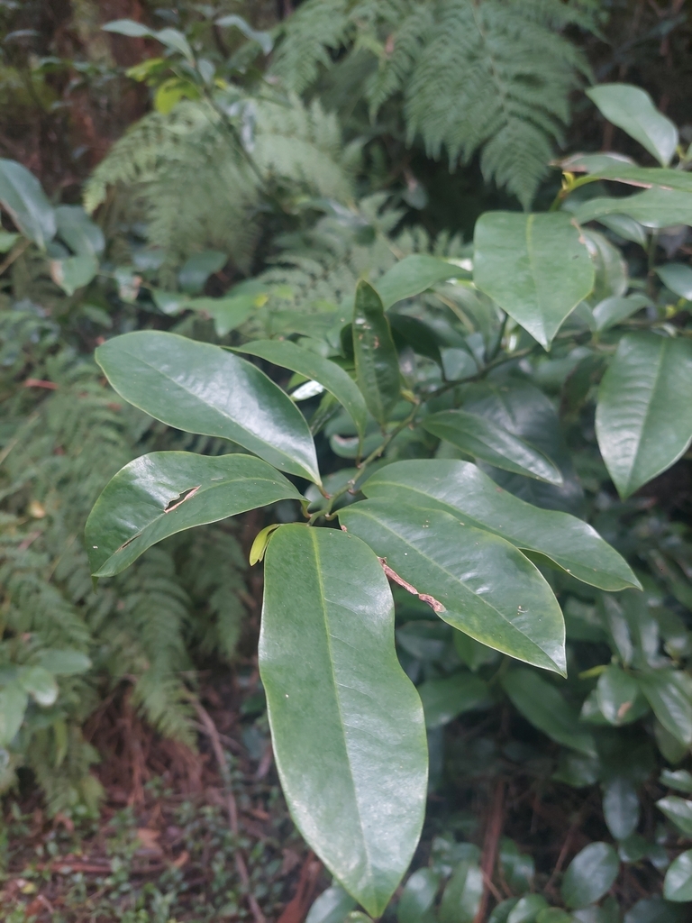 Bolwarra from Northmead NSW 2152, Australia on June 13, 2024 at 10:47 ...