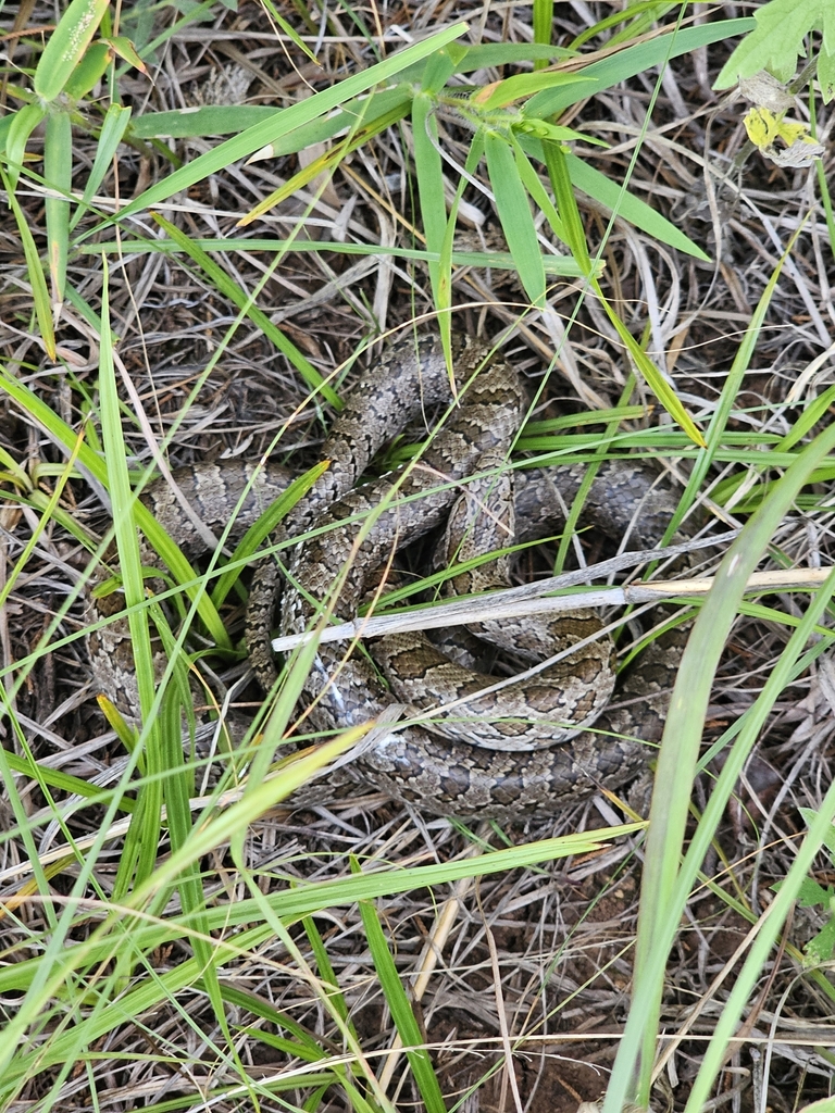 Prairie Kingsnake from Cushing, OK 74023, USA on June 12, 2024 at 08:19 ...