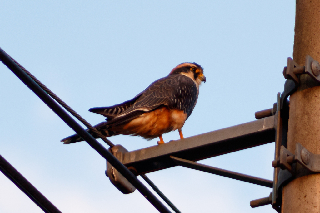 Aplomado Falcon from São Carlos, SP, Brasil on February 23, 2018 at 07: ...