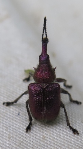Subgenus Epirhynchites · iNaturalist
