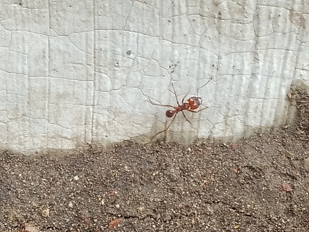 Chicatana Leafcutter Ant from 58895 Mich., México on June 10, 2024 at ...