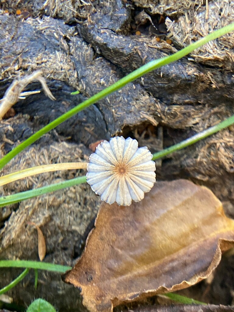 Fungi Including Lichens from Queenstown-Lakes, Otago, New Zealand on ...