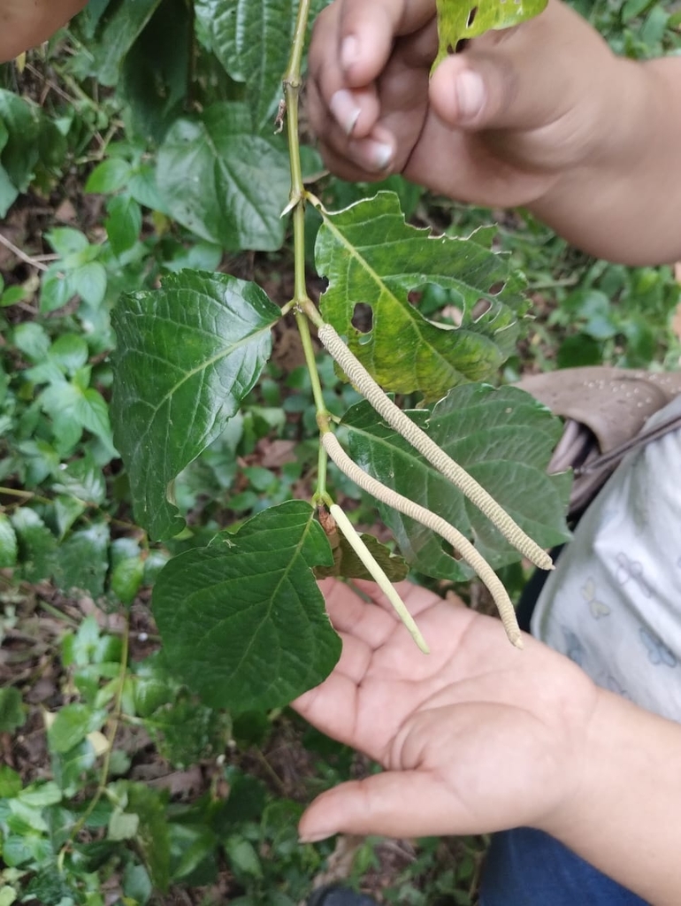 Piper hispidum from El Alamo, 94180 Ixhuatlán del Café, Ver., México on ...