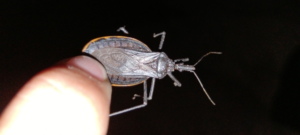 Triatoma recurva from 83363 Son., México on June 12, 2024 at 09:59 PM ...