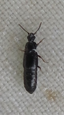 Phyllodrepa floralis · iNaturalist