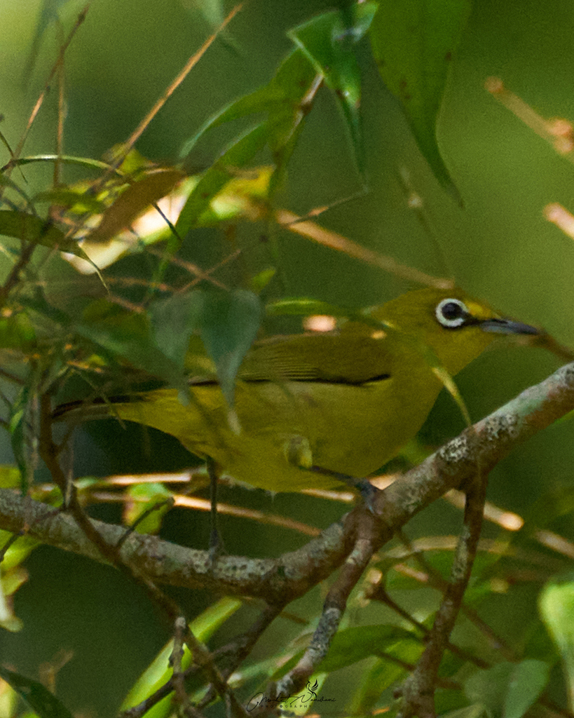Sangkar White-eye (Zosterops melanurus) - Avian Discovery