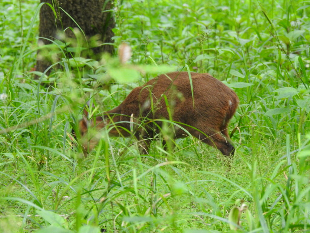 Taiwan Muntjac from 954台灣台東縣卑南鄉 on June 4, 2024 at 04:28 PM by Chen, Yu ...