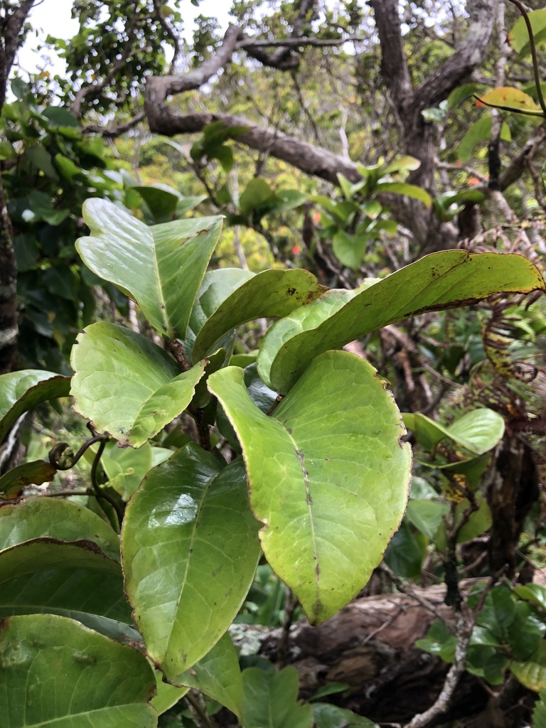 hame in June 2024 by Adrian Burke · iNaturalist